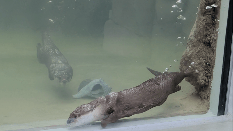 New otter pair Milli and Binx make a splash at North Carolina Aquarium ...