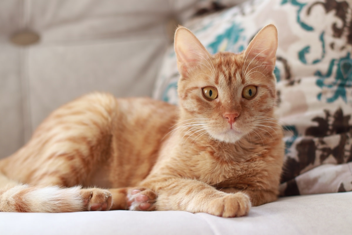 Ginger Cat's Screaming Snuggle Demands Showcase Ultimate Orange Cat ...