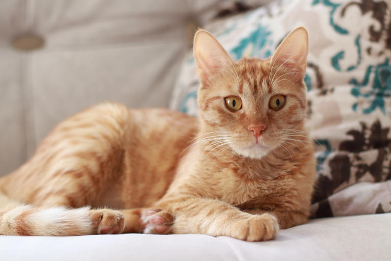 Ginger Cat's Screaming Snuggle Demands Showcase Ultimate Orange Cat ...