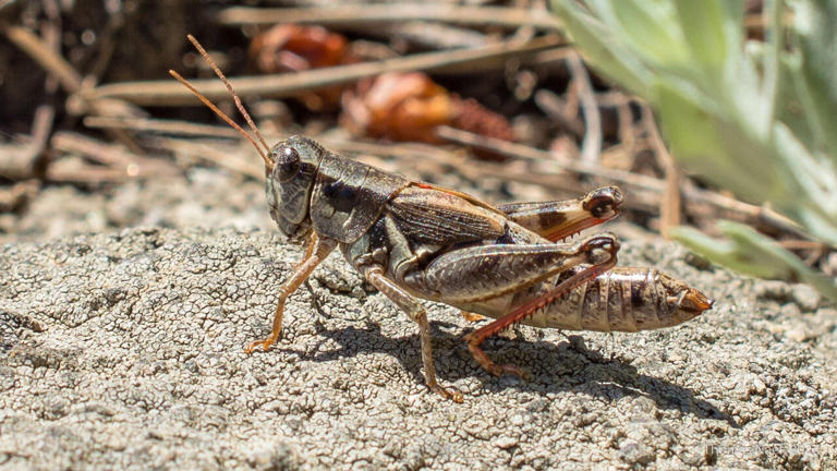 Grasshoppers' size shifts reveal climate change winners and losers