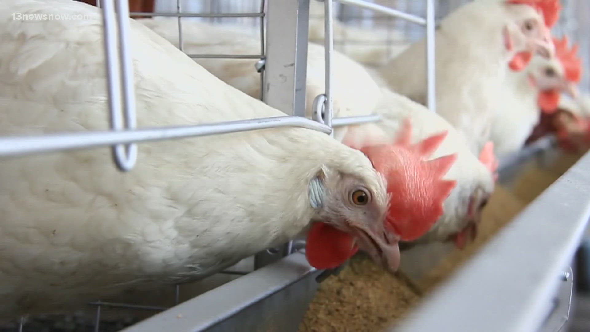 What to know about bird flu in Virginia
