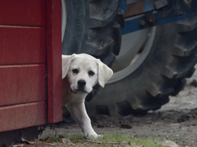 Ad Meter Time Capsule: 2015 had all-time classic Super Bowl commercials ...