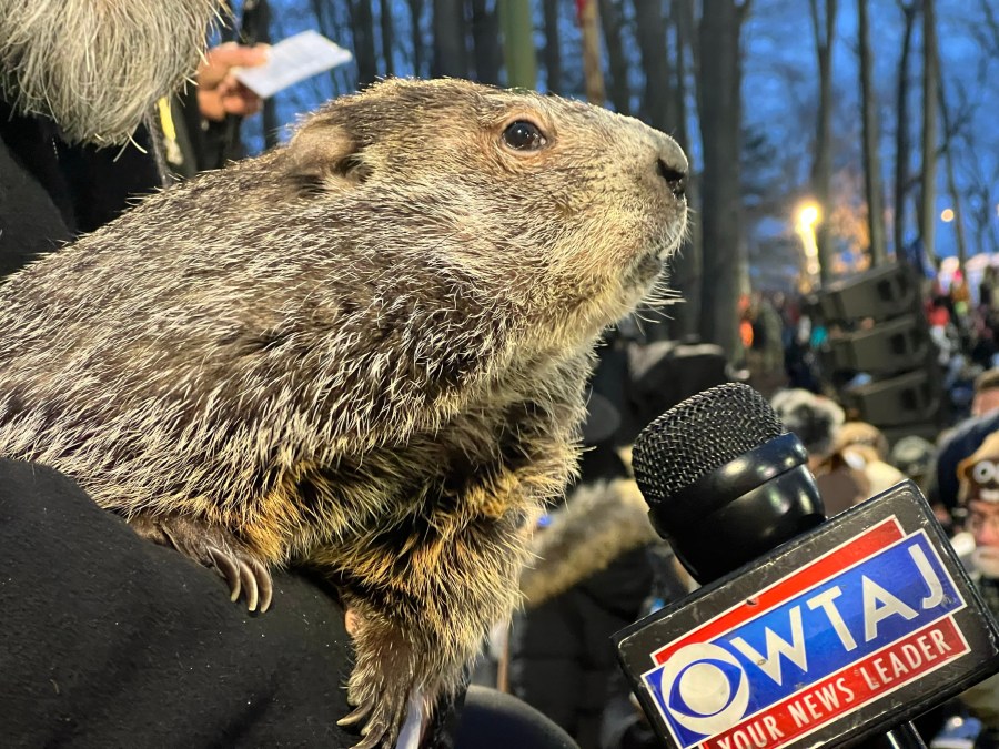 Is Punxsutawney Phil the only weather prognosticator?