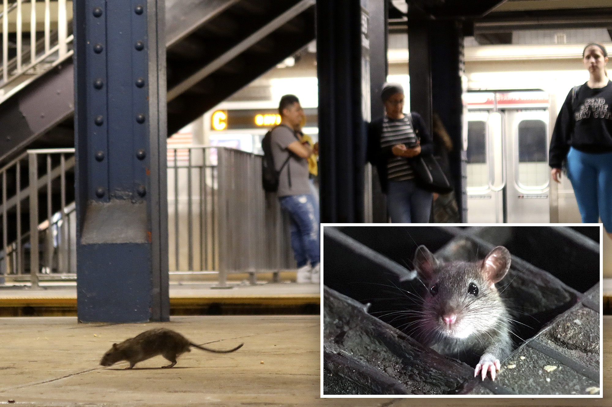 More rodents are infesting cities as scientists say warmer temperatures ...