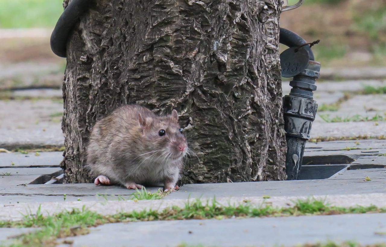 Rats, beware: Toronto outlines new plan to attack its growing rodent ...