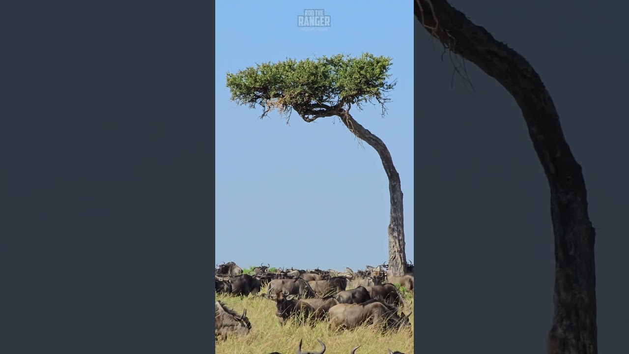 Great Migration scenery stuns with epic herd movement