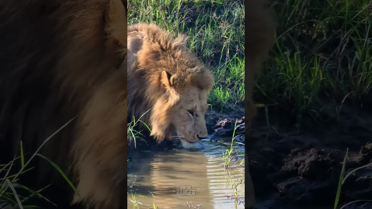 Thirsty lion drinks deeply from Mara watering hole