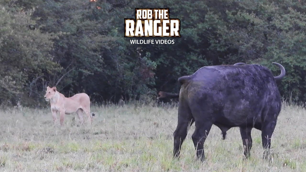 Witness a lion pride stalking buffalo on the Maasai Mara plains