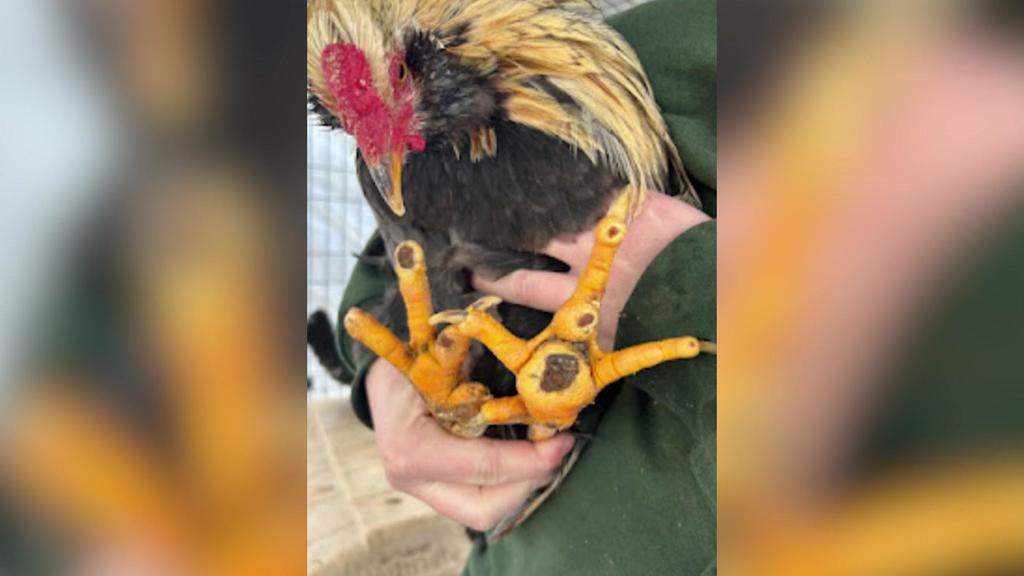 Long Island ecology center accused of animal neglect by former employees