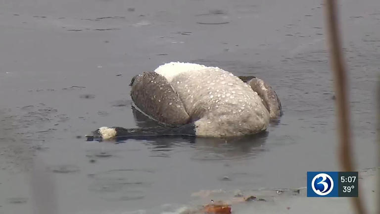 8 geese likely dead from bird flu in Putnam, officials say