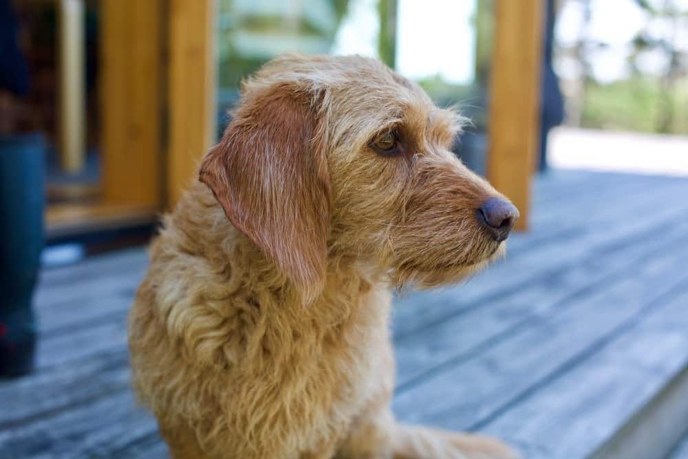 Some People Think Labs Are the Best Hunting Dog, But These 20 Breeds ...