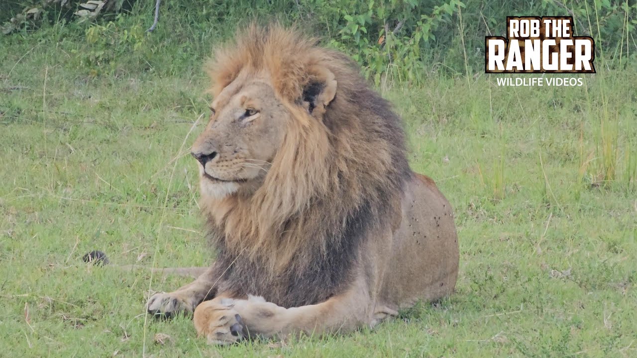 Topi Lion Pride Wakes Up to Hunt After a Long Day of Rest