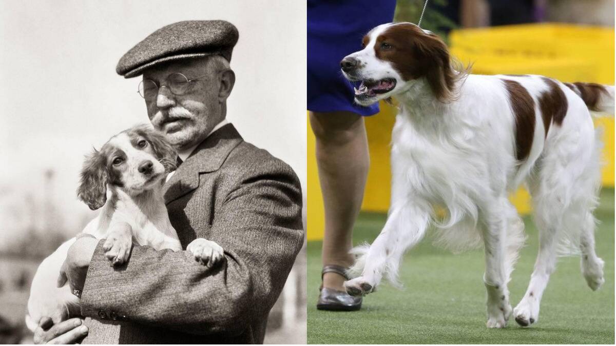 Dog Breeds That Look Different Than They Did 100 Years Ago