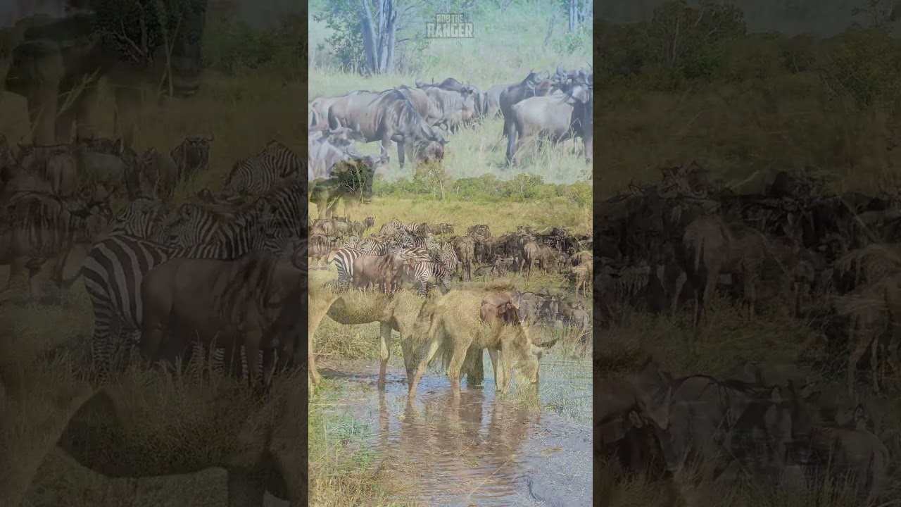Thirsty migratory animals take a pause in Mara plains