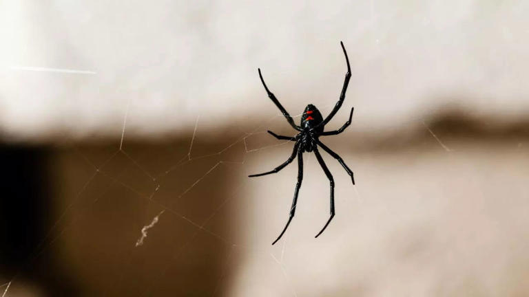 Hundreds of spiders descend from the sky, and the reason is wilder than ...
