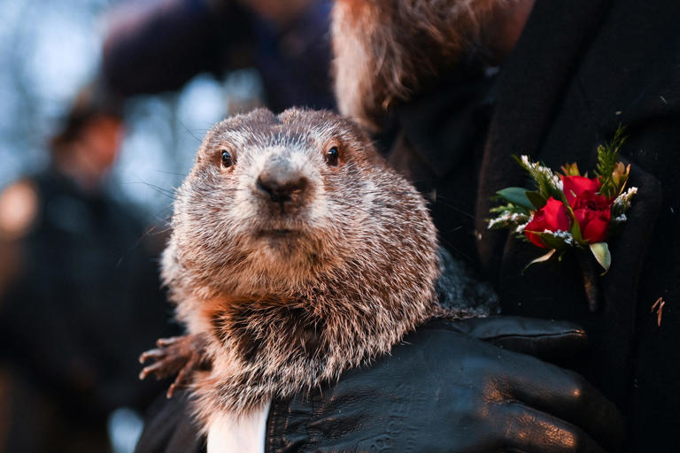 Get ready for Groundhog Day: What it means if he sees his shadow ...