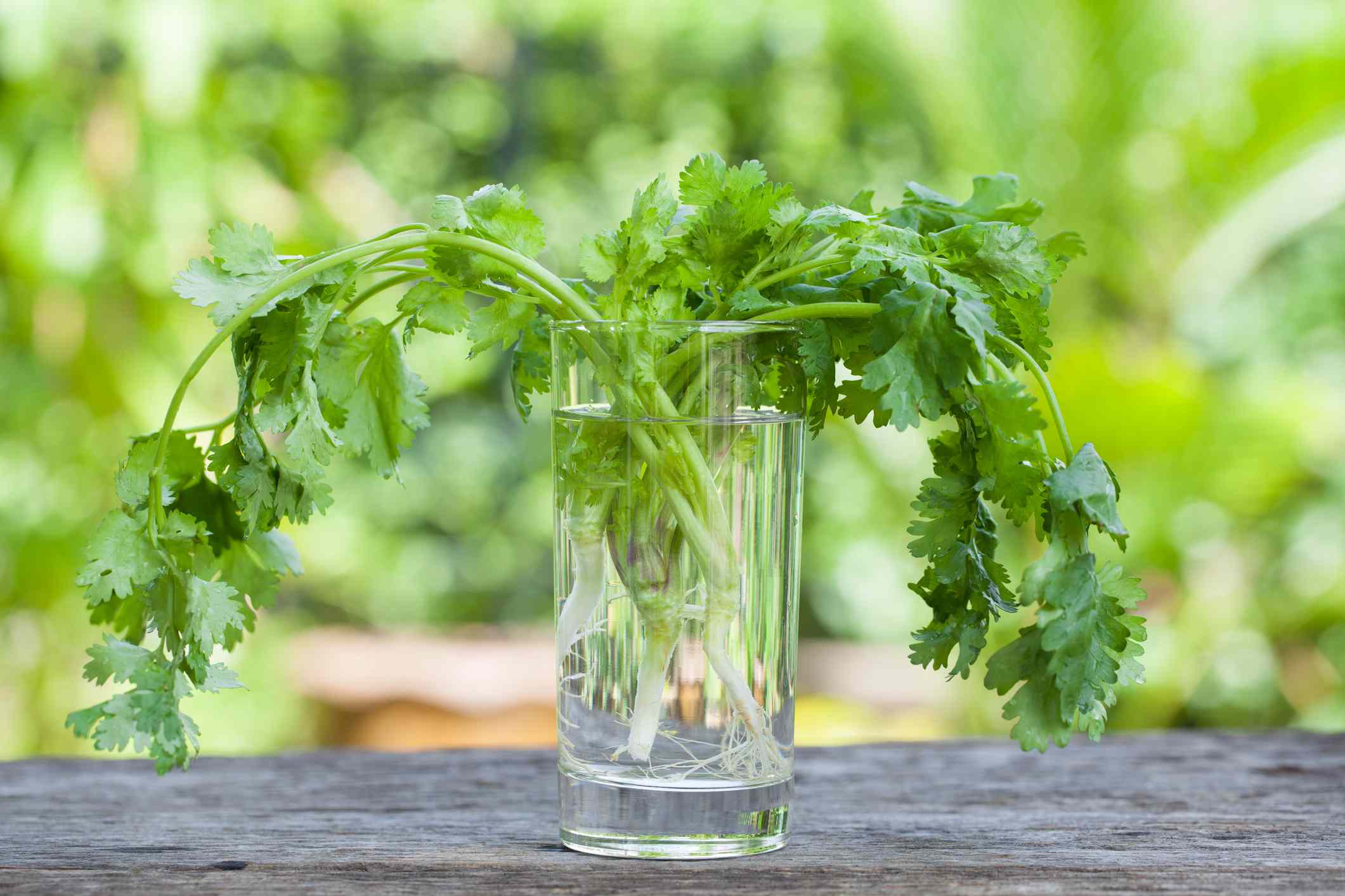 How to Propagate Cilantro in Water for Fresh Herbs All Year