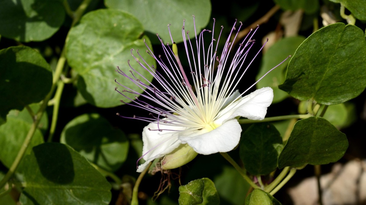 ¿Cómo plantar alcaparras por esquejes? Así es como debes propagarlas