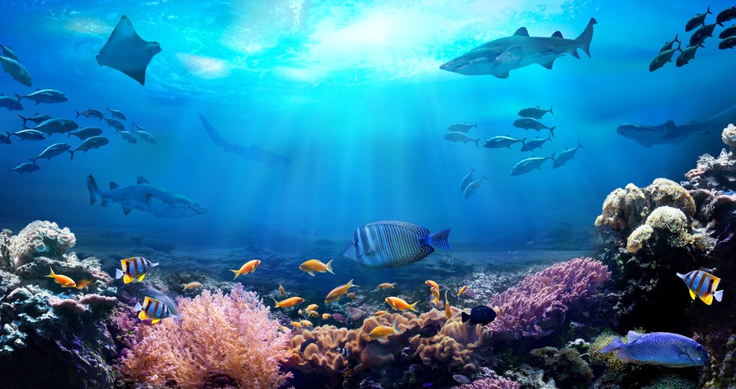 How Climate Change Is Changing Sharks' And Rays' Patterns