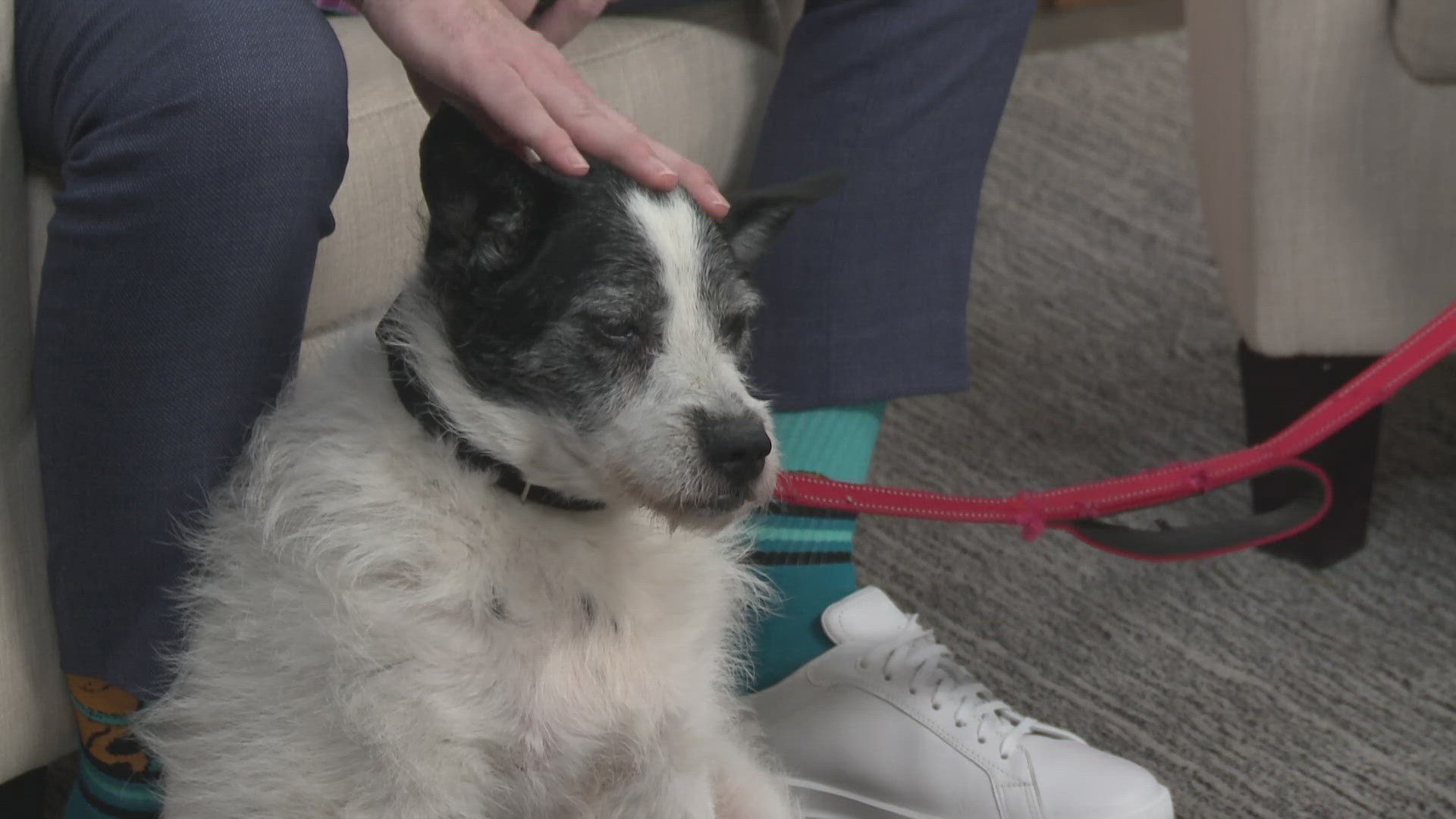 Meet Lady, a senior dog available to adopt from the Austin Humane ...