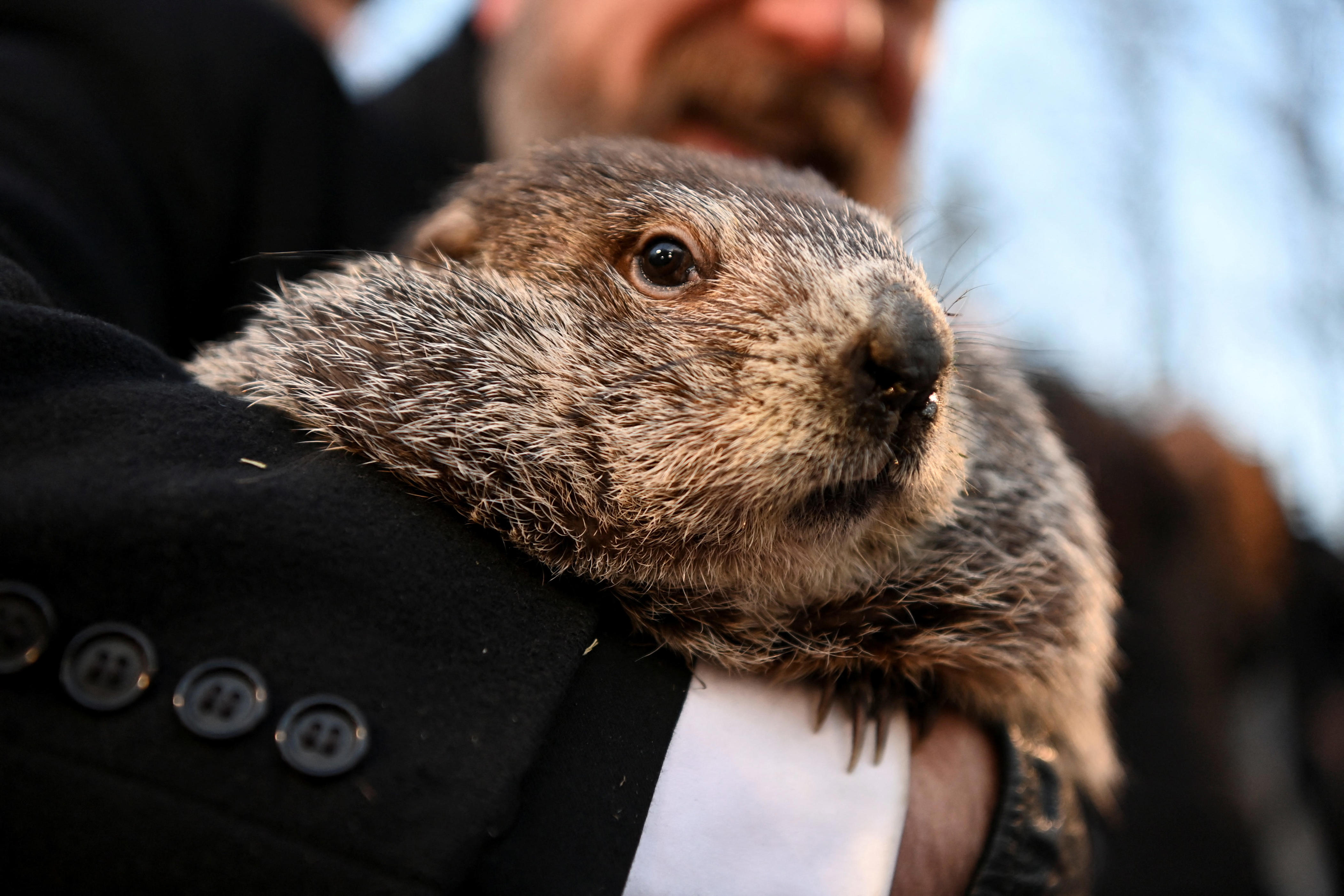 How often is Punxsutawney Phil accurate? Groundhog Day past predictions