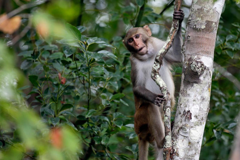 Alpha Genesis offers profane response to PETA criticism after monkey rescue