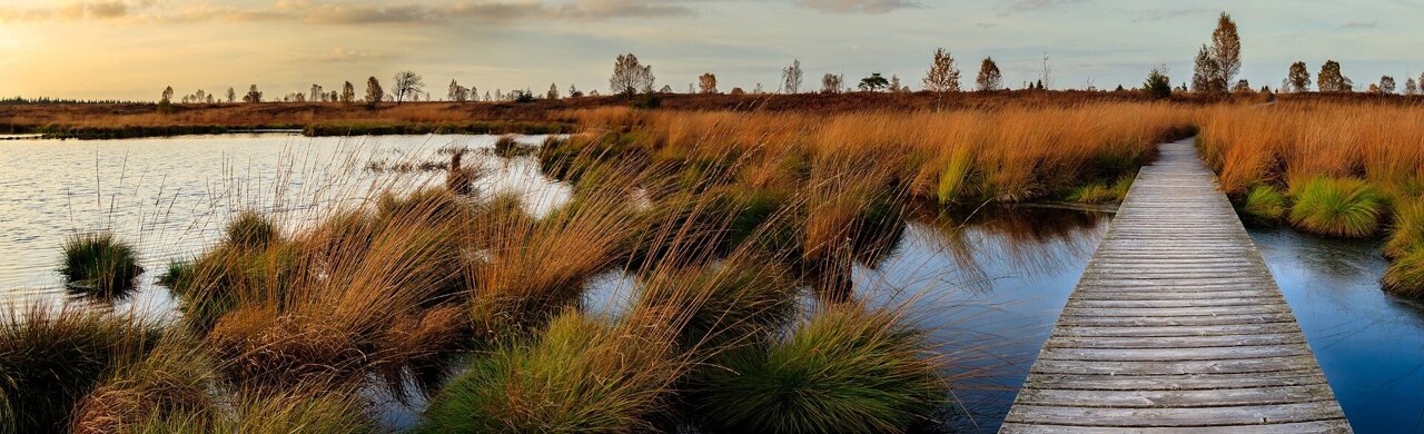 Constructed wetlands' carbon capture declines with age, study finds