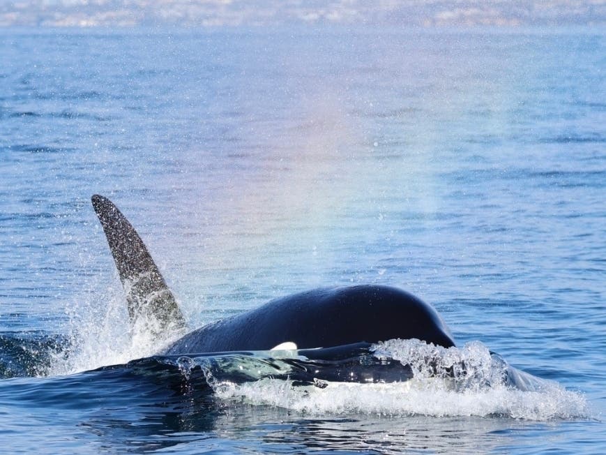 Rare Killer Whale Pod Spotted Off Coast Of Newport Beach