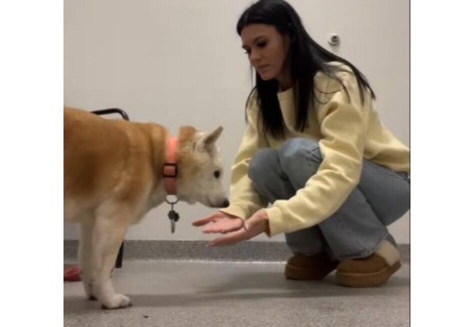 Encuentro que conmueve: mujer decide acoger un perro mayor en lugar de ...