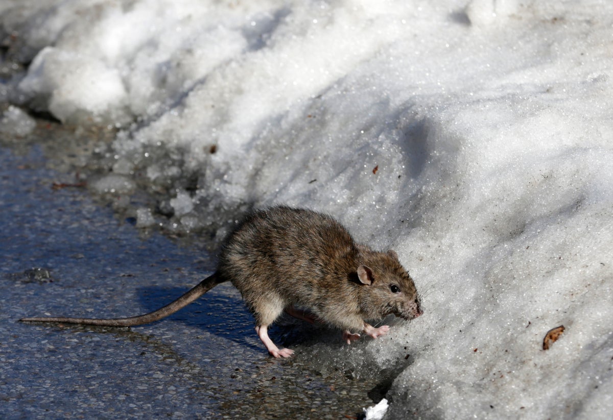 Rats! More rodents are infesting cities as scientists say warmer ...