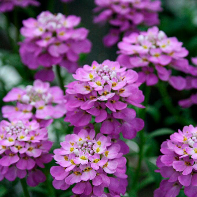 22 Early Blooming Spring Flowers for Your Garden
