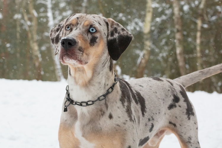 10 Dogs With Fur Patterns So Unique They’re One In A Million