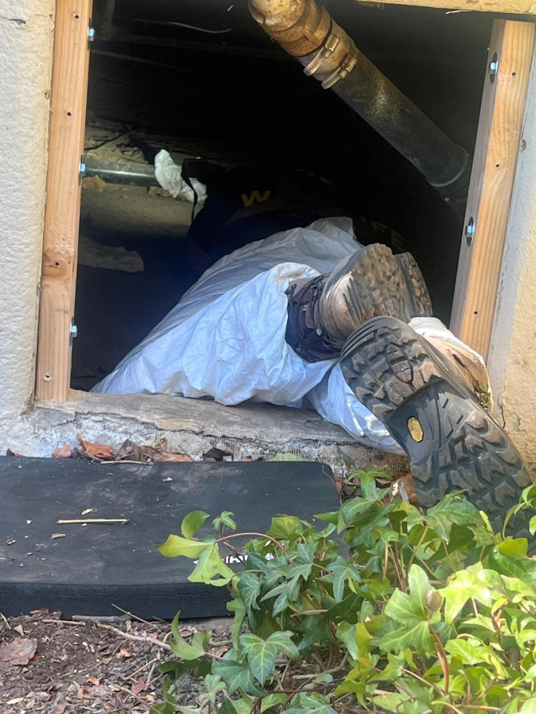 Berry the 525-pound bear found hiding under Los Angeles home to save himself from wildfires
