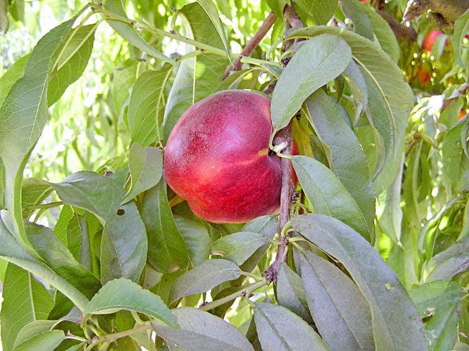 Top 10 Dwarf Fruit Trees for Small Spaces