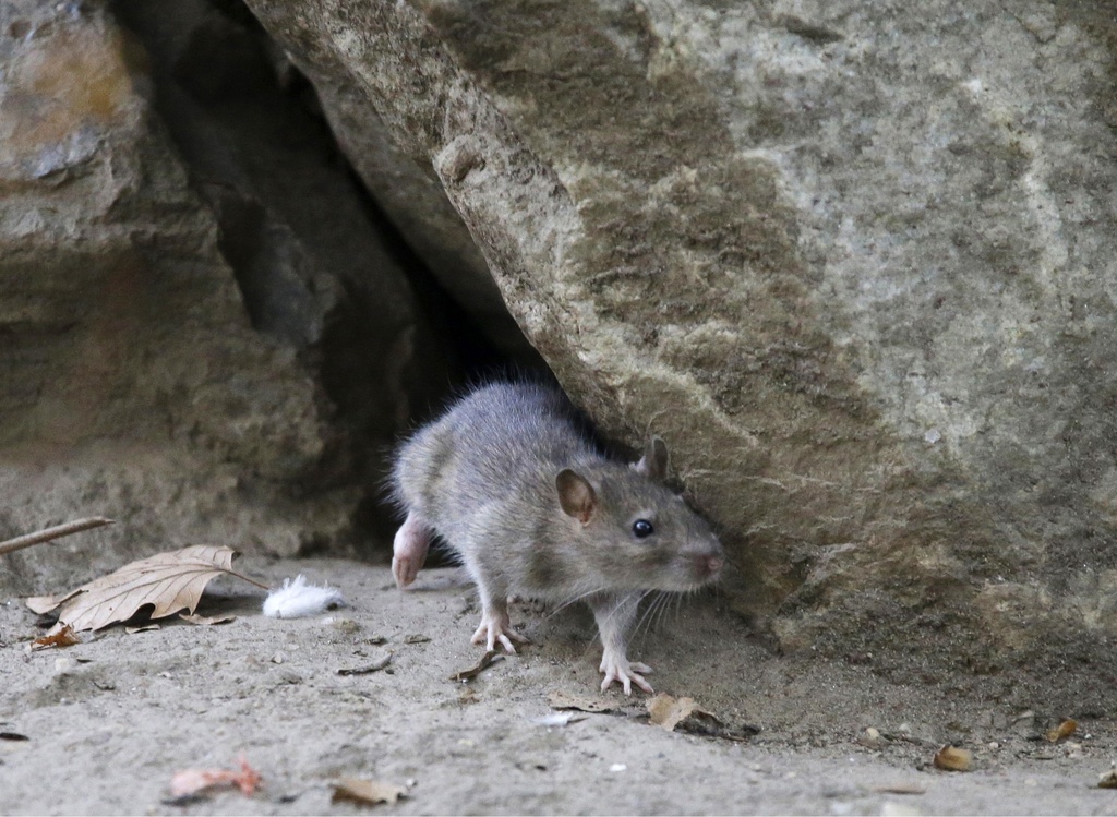 Rats! More rodents are infesting cities as scientists say warmer ...