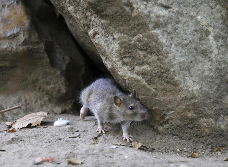 Rats! More rodents are infesting cities as scientists say warmer ...