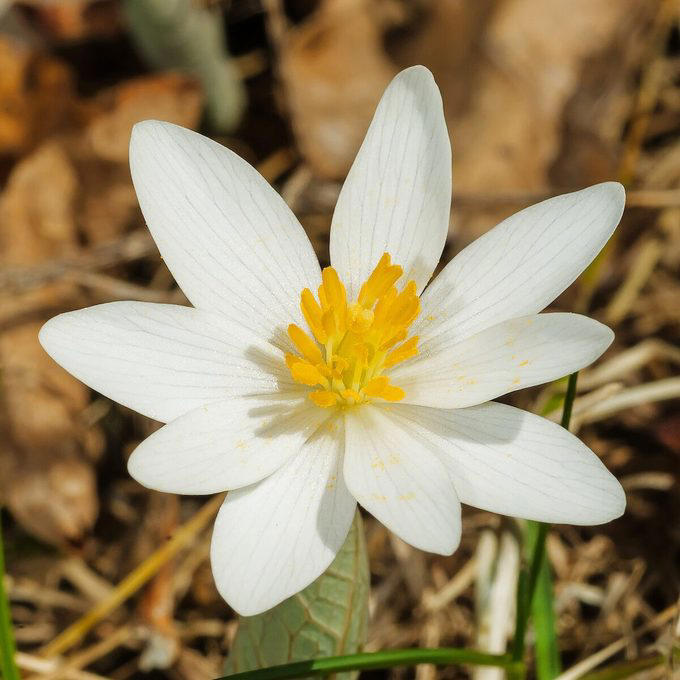 22 Early Blooming Spring Flowers for Your Garden