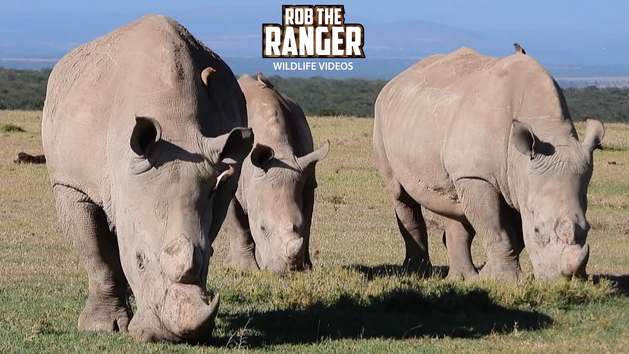 Witness massive southern white rhino at Ol Pejeta on tour