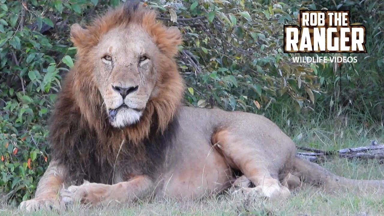 Ormoti lion pride at sunset in the Maasai Mara