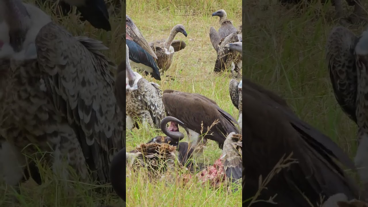 Vultures Feed in a Jaw-Dropping Display