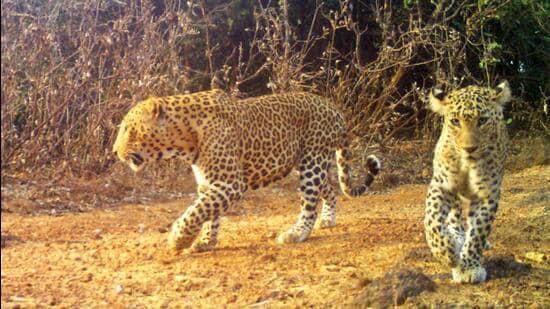State government to start leopard safari at SGNP