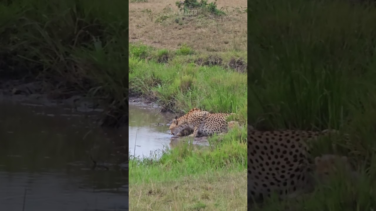 Cheetah drinks with cubs in tender Mara moment