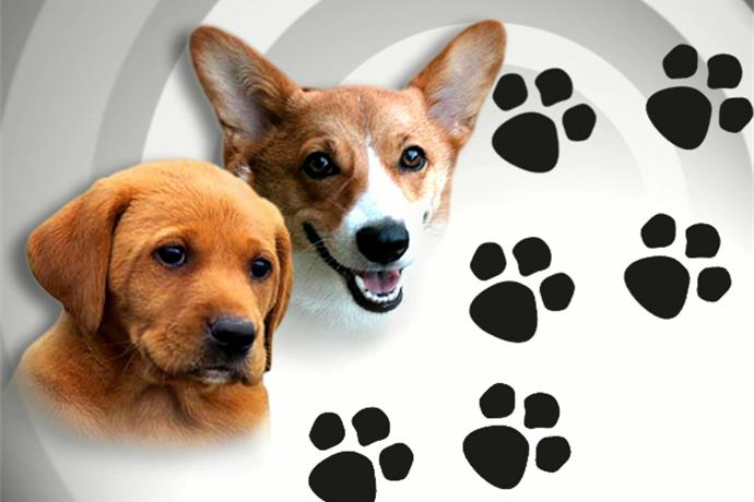 Incentives for rescue agencies to help the Animal Shelter