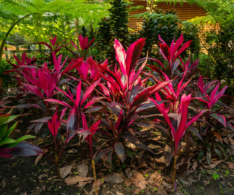 How to grow a Hawaiian ti plant – give your yard a tropical feel and a ...