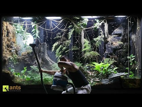 Flying Fire Ant Queens Broke Into My Giant Rainforest Vivarium