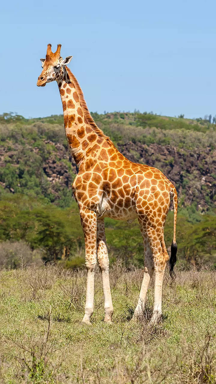 How spots help animals survive: 10 amazing examples