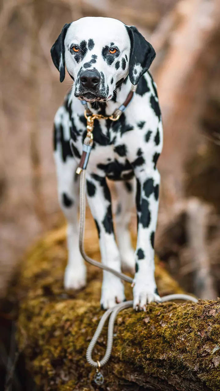 How spots help animals survive: 10 amazing examples