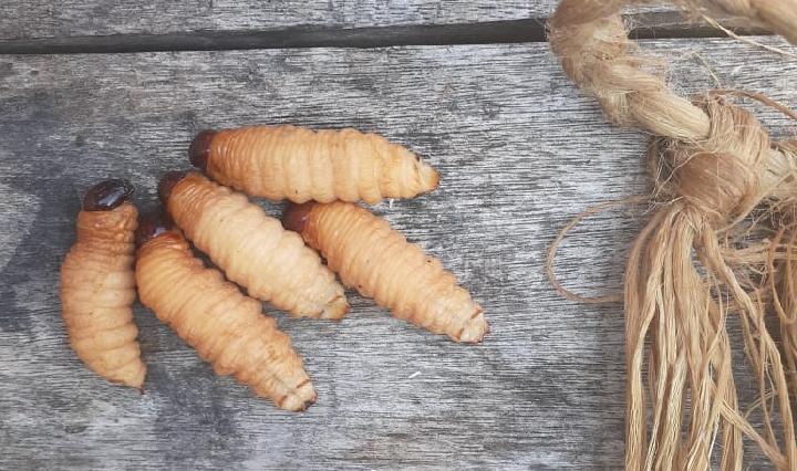 Kandungan Nutrisi dan Ragam Olahan Ulat Sagu