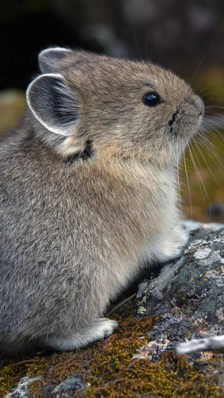 All about ‘Pika’, an adorable animal that whistles and squeaks