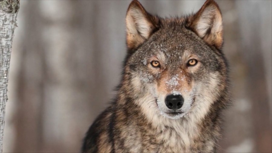 Colorado Parks and Wildlife kills grey wolf in Pitkin County after ...